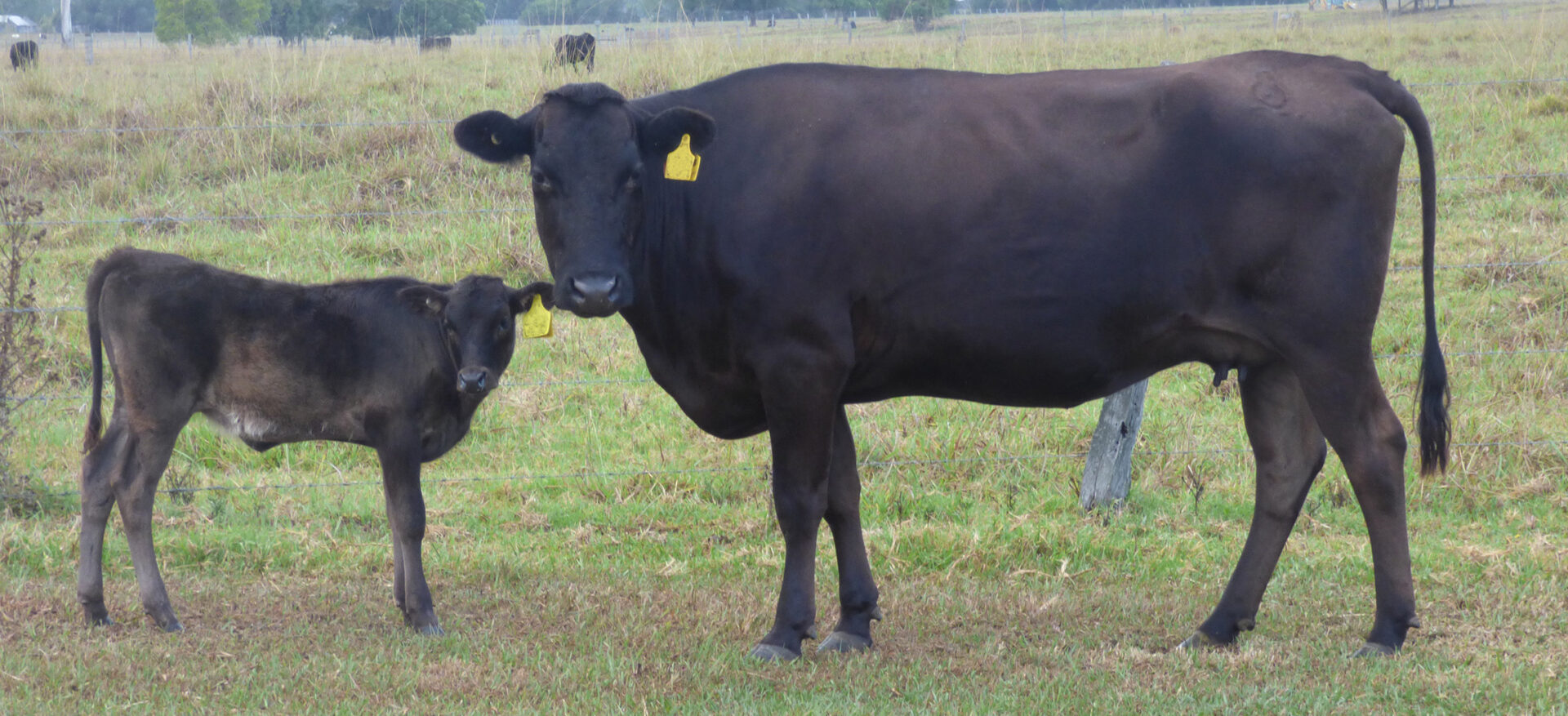 Females – Sumo Wagyu