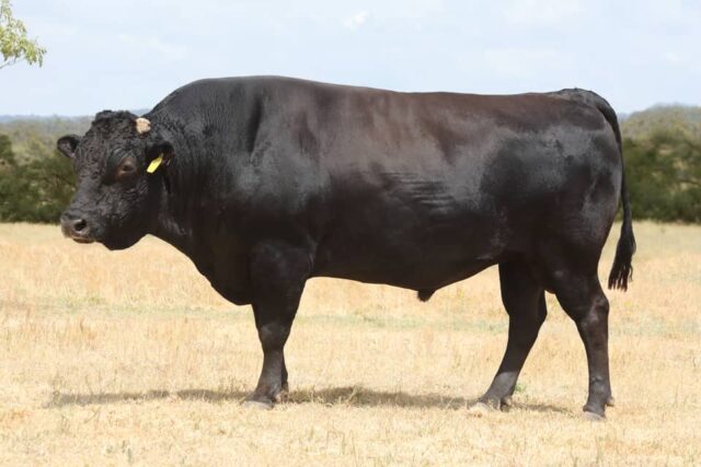 Semen – Sumo Wagyu
