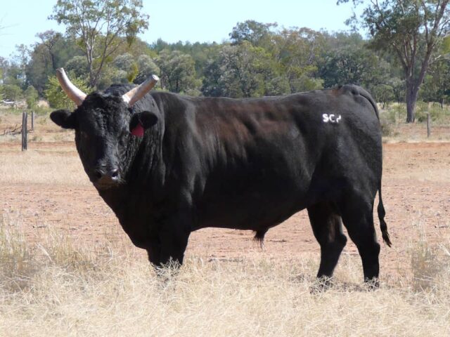 Sires – Sumo Wagyu