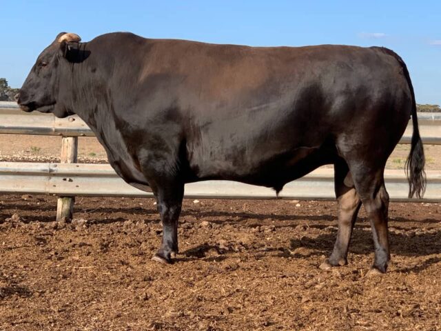 Sires – Sumo Wagyu