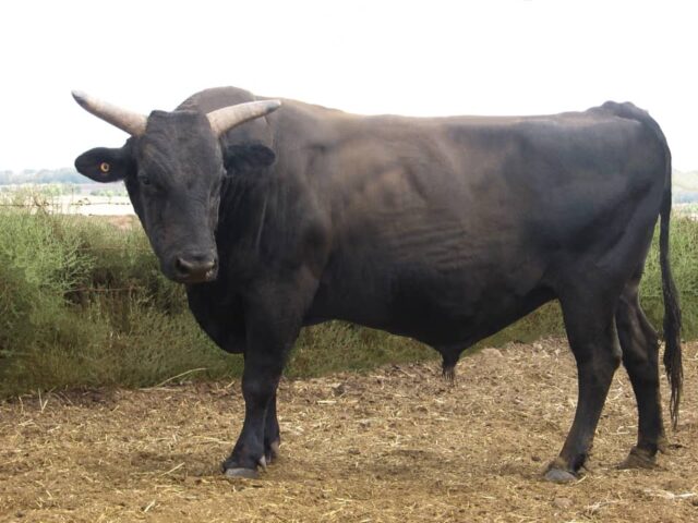 Sires – Sumo Wagyu