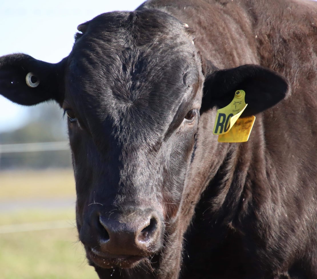 Bulls Available NOW! – Sumo Wagyu